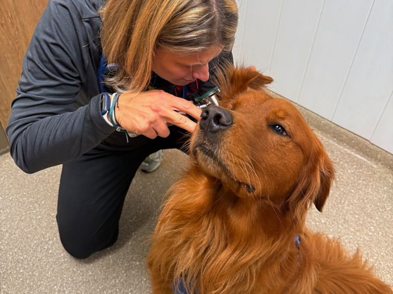 Meet Our Doctors | Hillcrest Veterinary Clinic